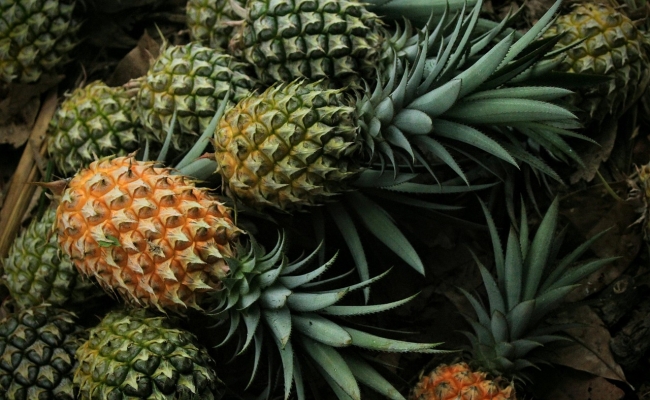Care este originea ananasului și unde este cultivat în prezent? | Goki.ro
