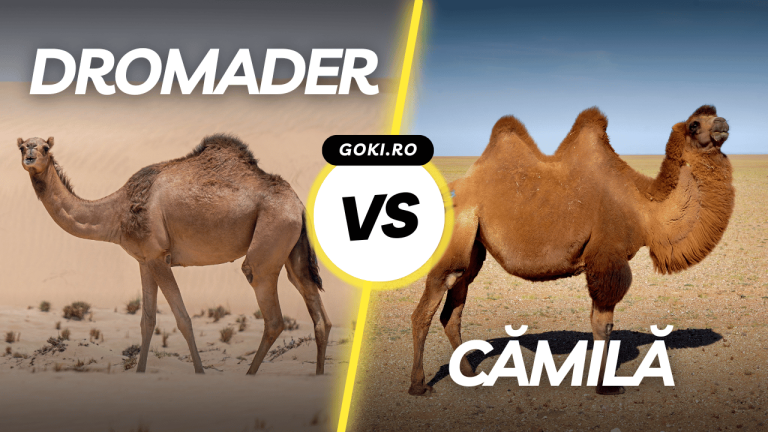 Diferența dintre Camilă și Dromader | Goki.ro