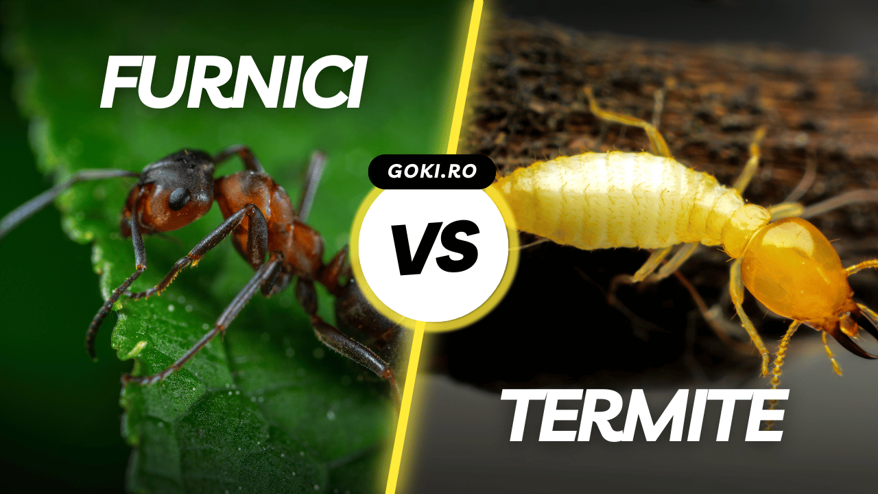 Diferența dintre Furnici și Termite – Caracteristici, Comportament și ...