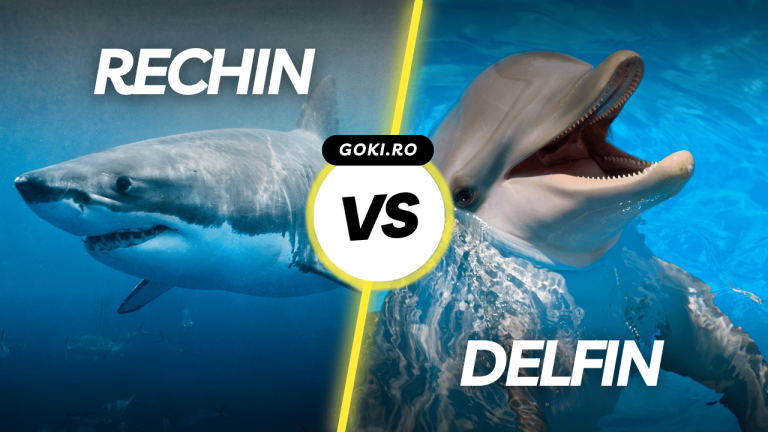 Diferența dintre Rechin și Delfin – Caracteristici și Comportament