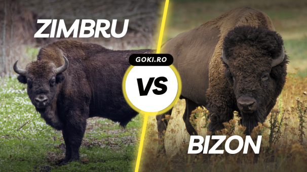 Diferența dintre Zimbru și Bizon – Caracteristici, Habitat și Curiozități